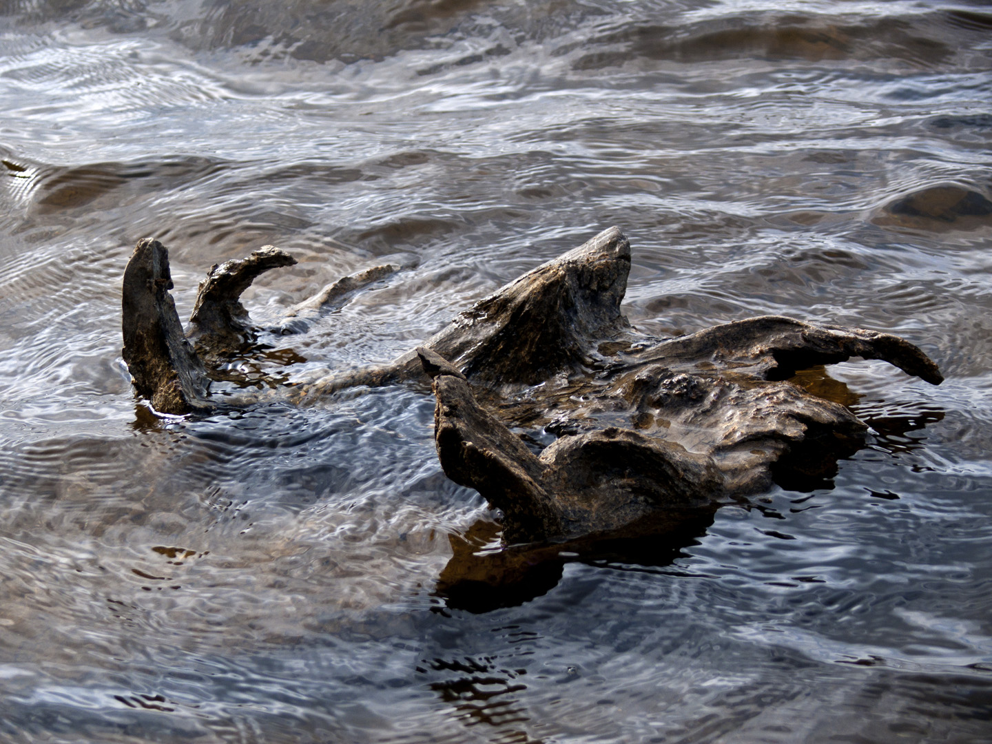 Galerie photos L'oiseau qui danse et qui meurt par Brigitte Fort ...